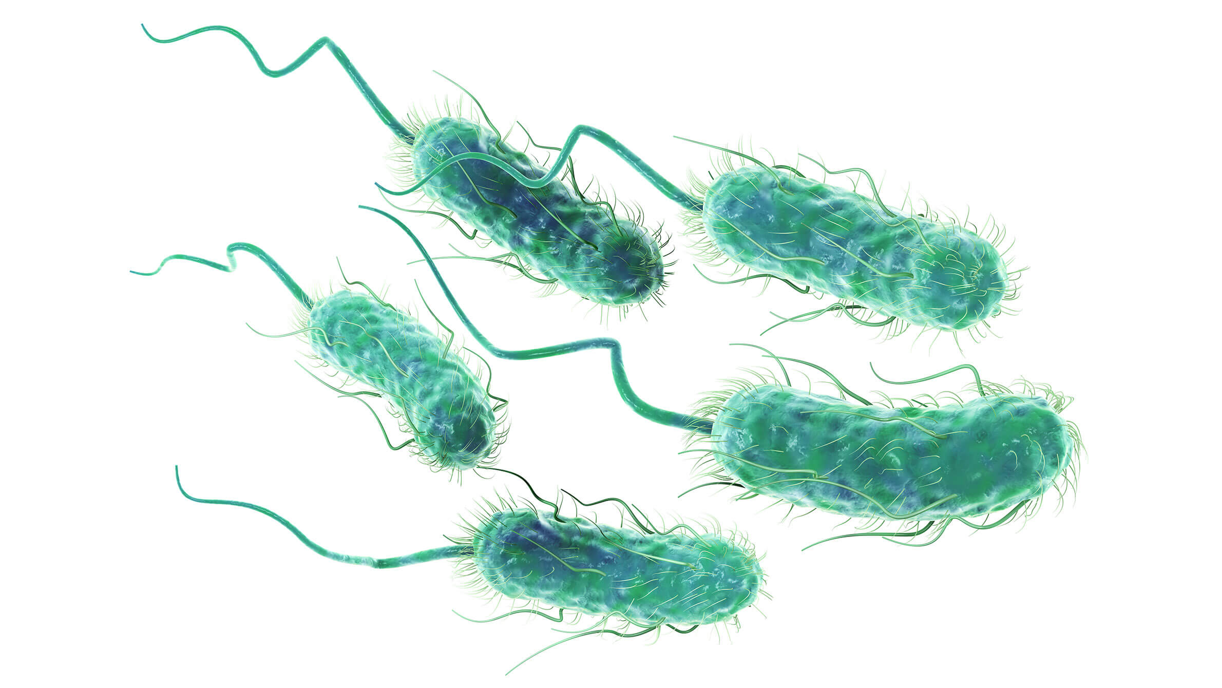 STEC: a worrying zoonotic toxin-producing Escherichia coli, from farm ... STEC: a worrying zoonotic toxin-producing Escherichia coli, from farm ...